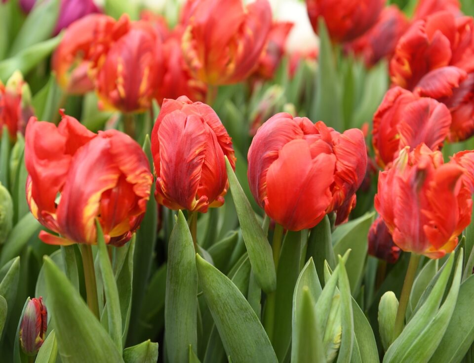 The Rococo Tulip - Minneopa Orchards