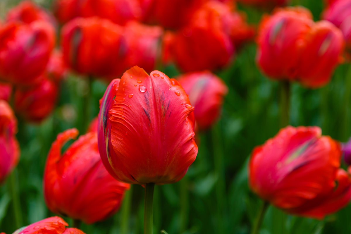 The Rococo Tulip - Minneopa Orchards