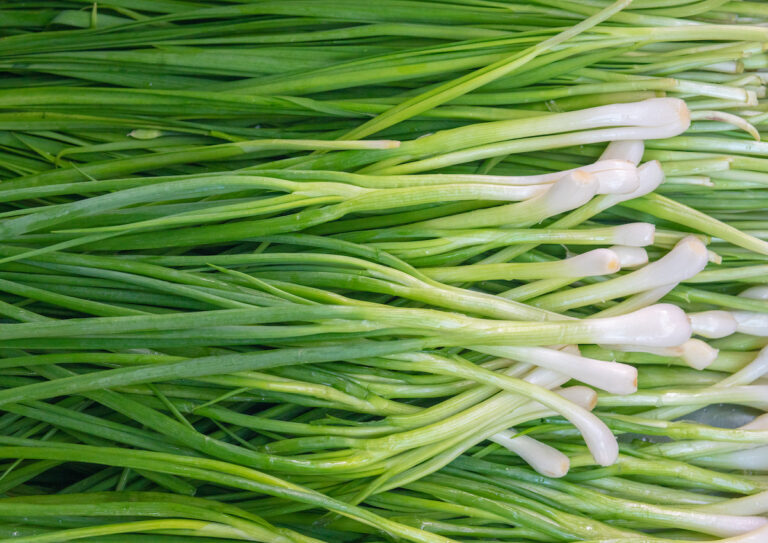 All About Spring Onions - Minneopa Orchards
