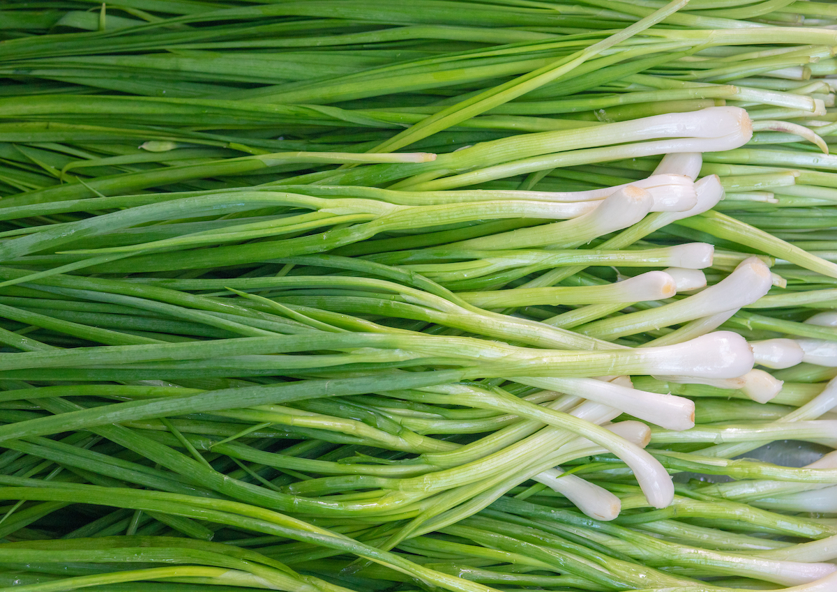All About Spring Onions - Minneopa Orchards