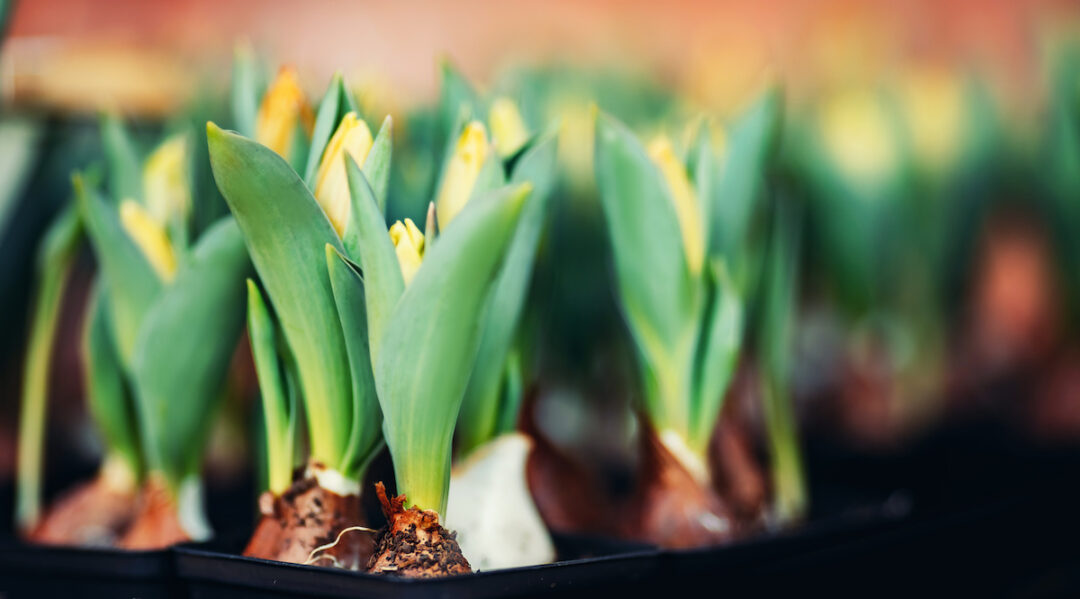 The Complete Guide to Planting Tulips in Fall - Minneopa Orchards