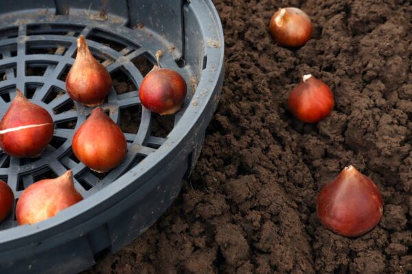 How To Store Tulip Bulbs - Minneopa Orchards