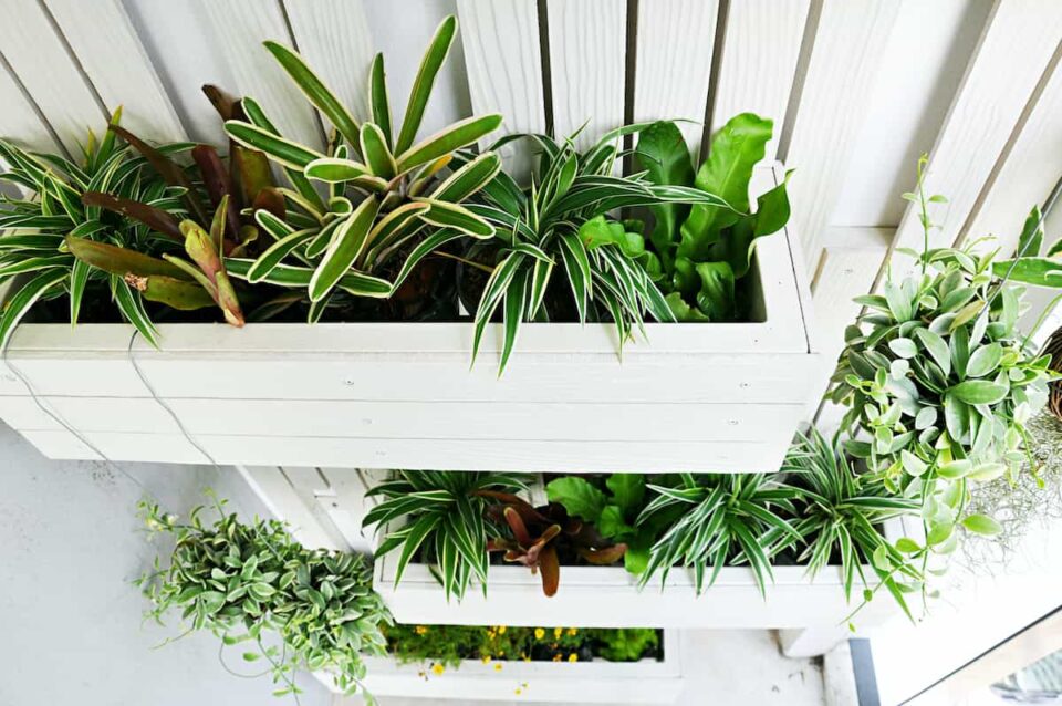 Vertical Gardening 101: An Introduction to Innovative Growing Solutions ...