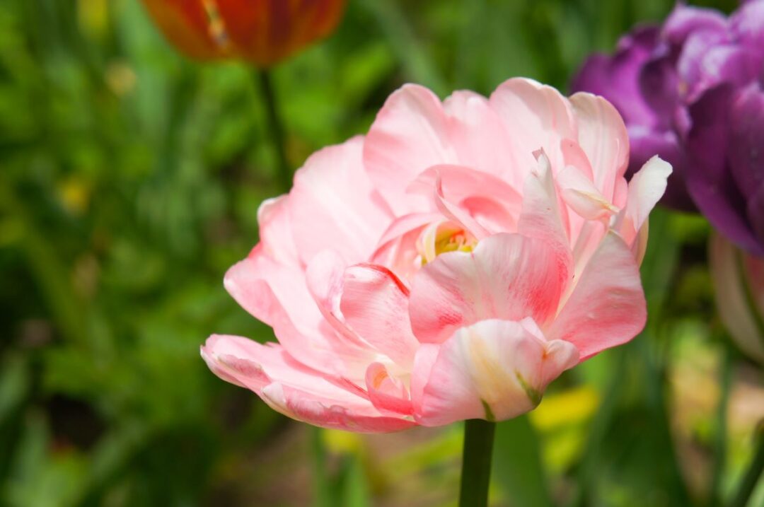 The Angelique Tulip: How to Cultivate and Enjoy These Stunning Blooms ...