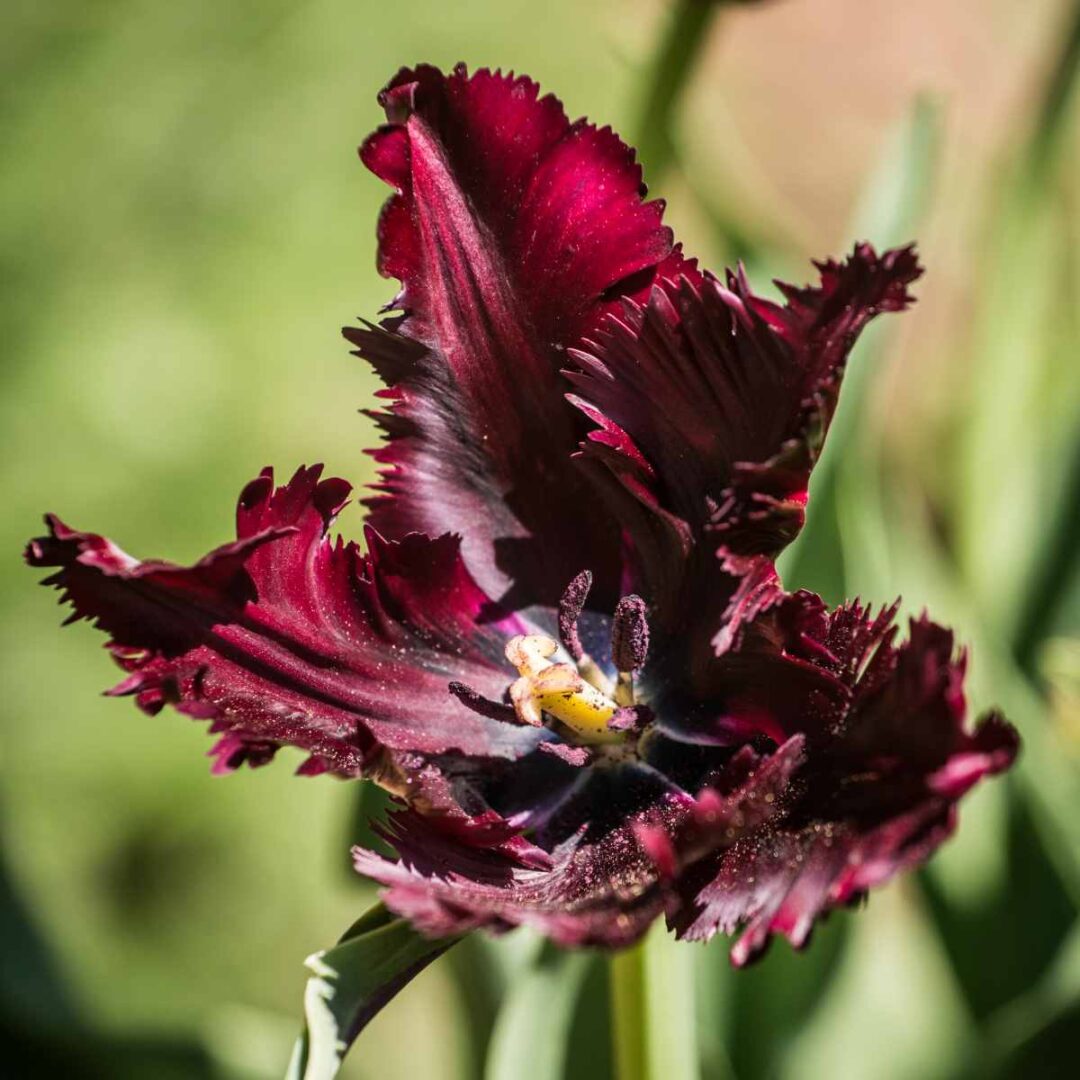 The Black Parrot Tulip: Everything You Need to Know - Minneopa Orchards