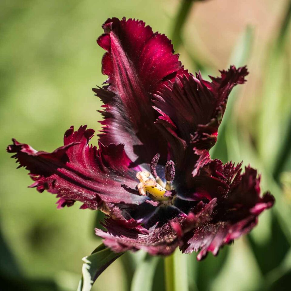 The Black Parrot Tulip: Everything You Need to Know - Minneopa Orchards