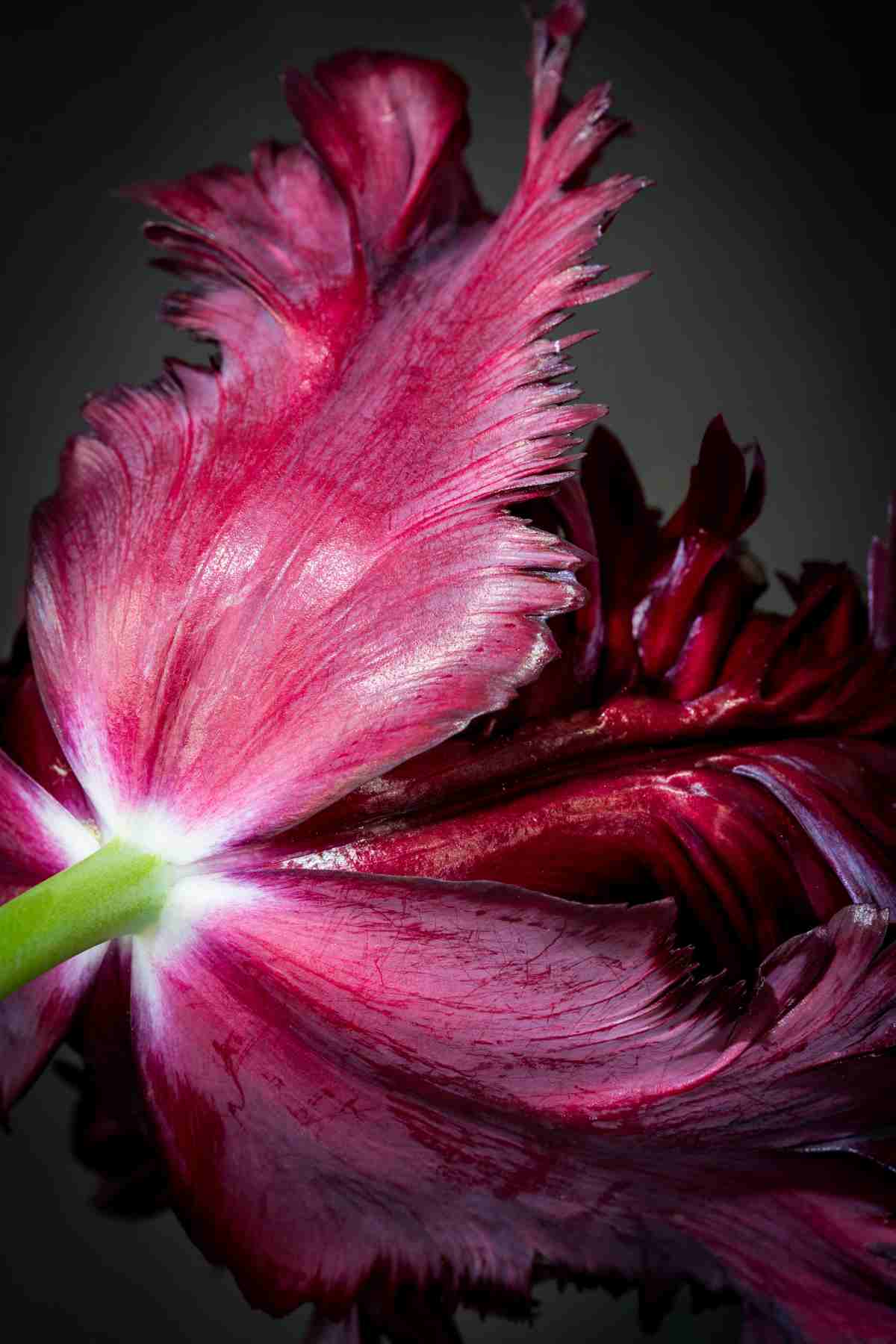 The Black Parrot Tulip: Everything You Need to Know - Minneopa Orchards