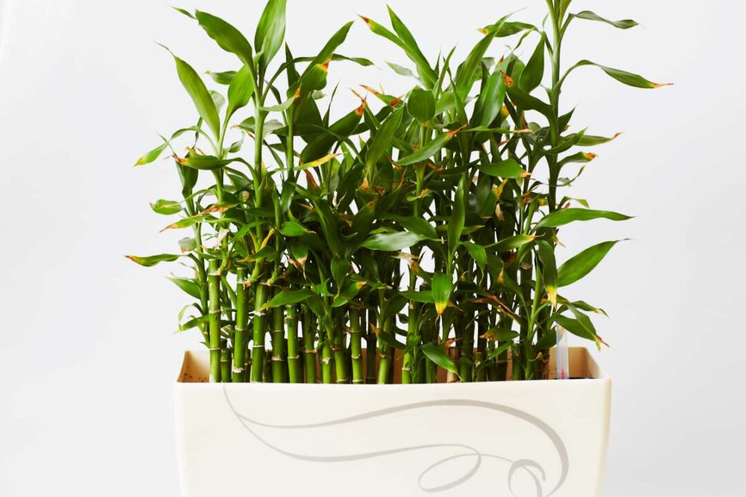 Propagating Bamboo: A Green Guide for a Zen Garden - Minneopa Orchards