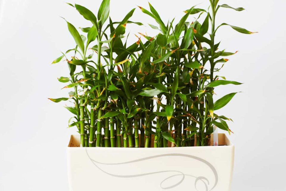 Propagating Bamboo: A Green Guide for a Zen Garden - Minneopa Orchards