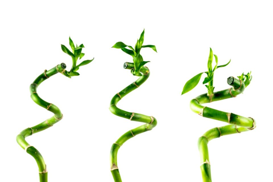 Propagating Bamboo: A Green Guide for a Zen Garden - Minneopa Orchards