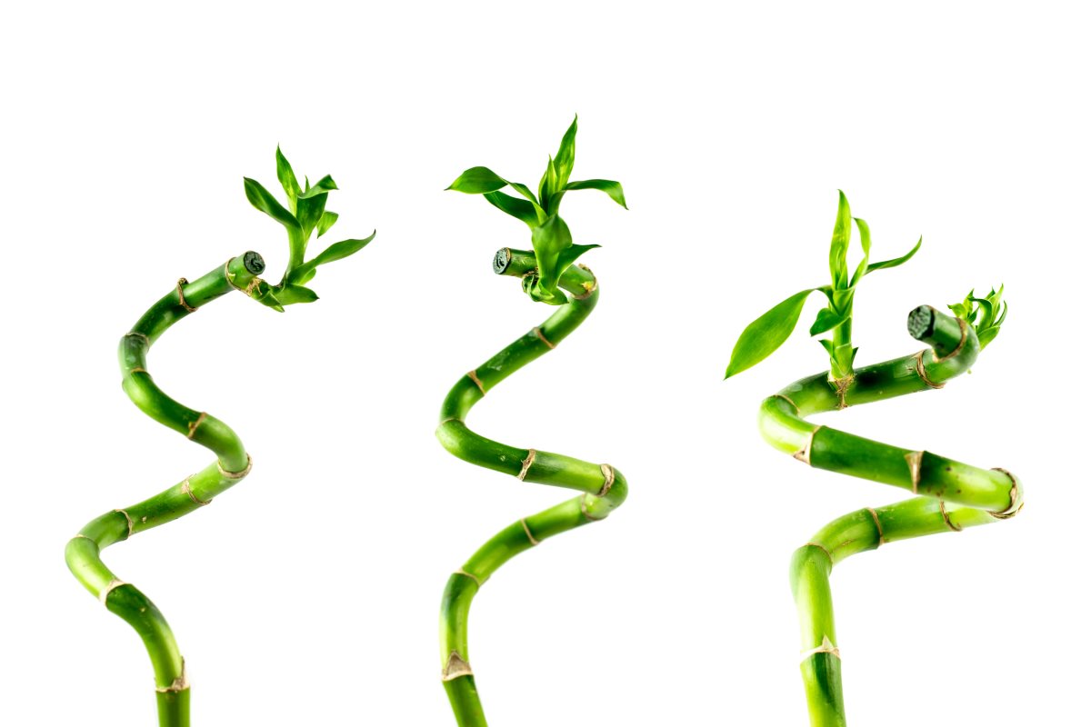 Propagating Bamboo: A Green Guide for a Zen Garden - Minneopa Orchards
