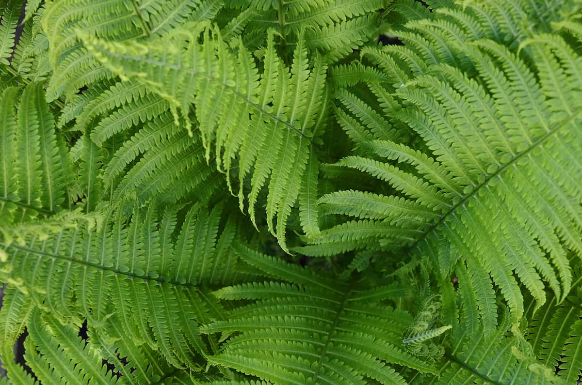 Propagating Ferns: A Guide to Cultivating Ancient Greenery - Minneopa ...