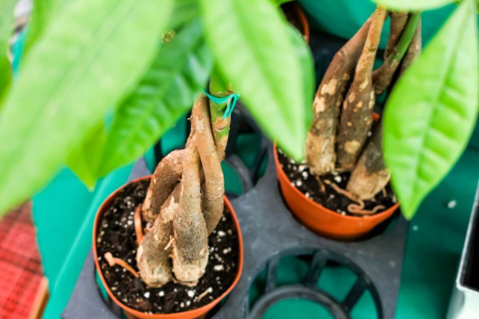 Propagating Money Tree: A Guide to Growing Your Fortune - Minneopa Orchards