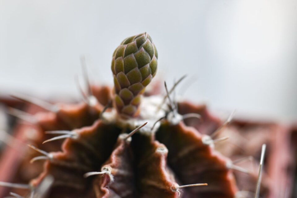 Propagating Cactus: A Comprehensive Guide to Desert Greenery - Minneopa ...