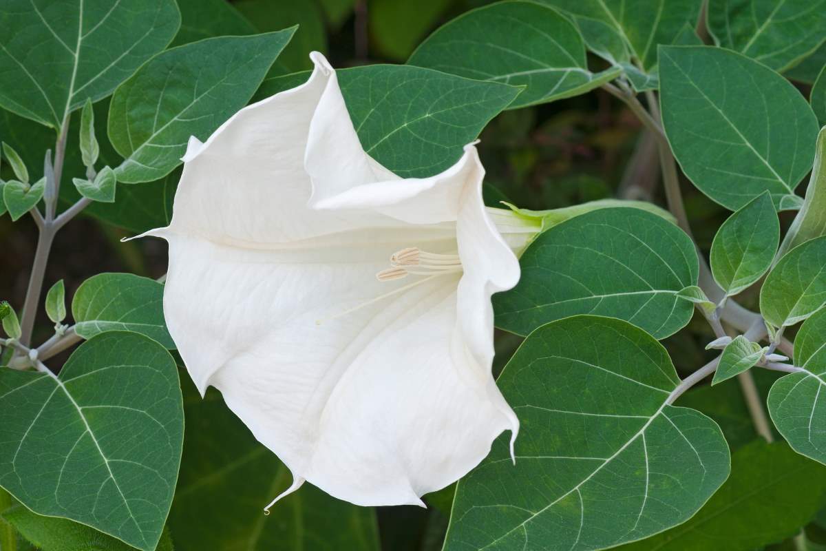8 Night Blooming Plants for a Magical Night Time Garden - Minneopa Orchards