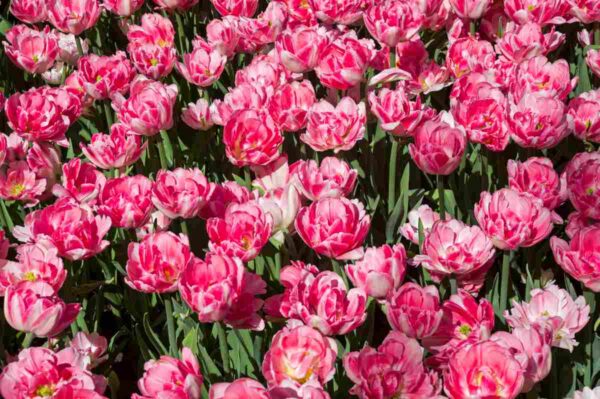 The Foxtrot Tulip: How to Plant and Grow These Lovely Flowers ...