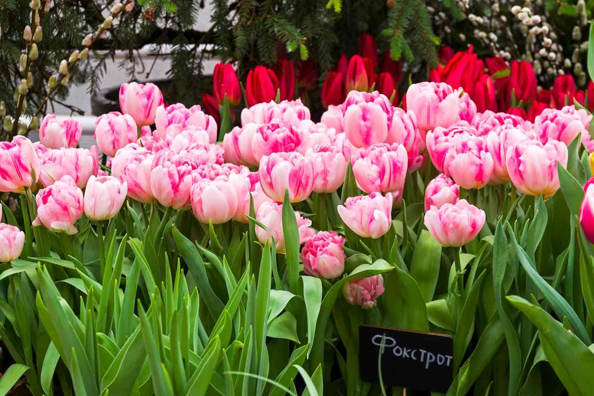 The Foxtrot Tulip: How to Plant and Grow These Lovely Flowers ...