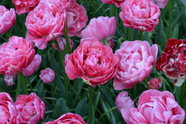 The Foxtrot Tulip: How to Plant and Grow These Lovely Flowers ...