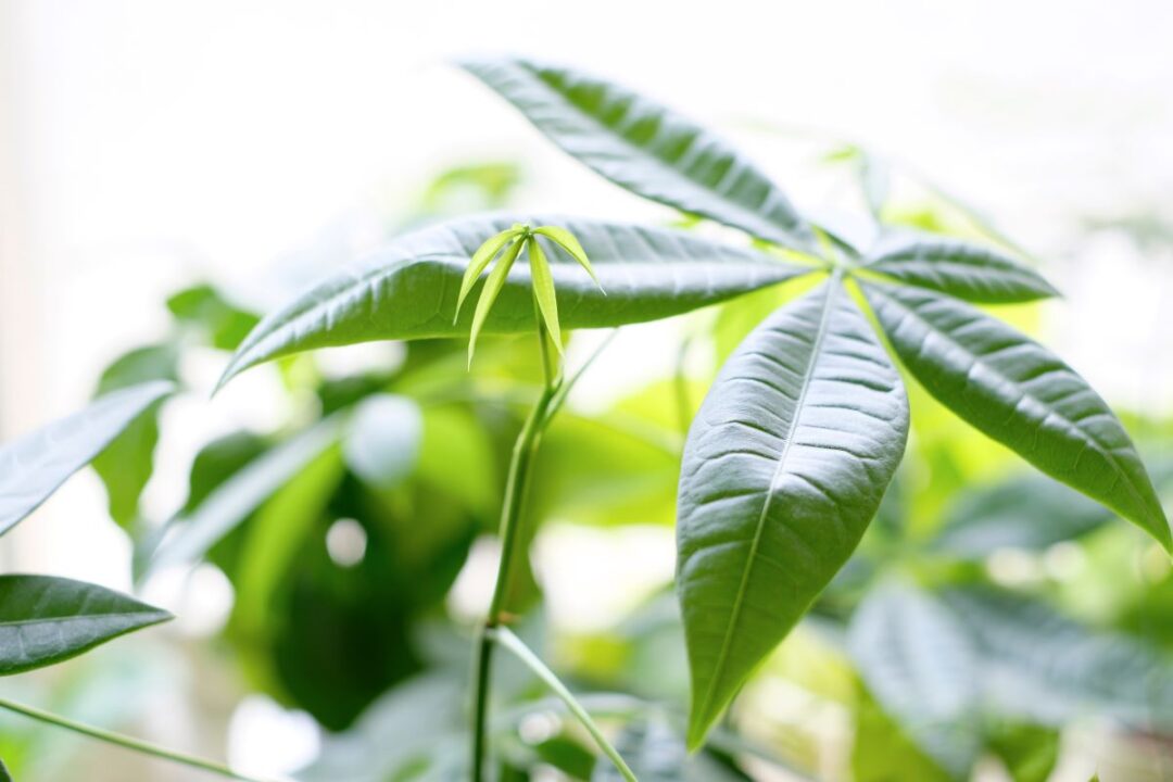 Propagating Money Tree: A Guide to Growing Your Fortune - Minneopa Orchards