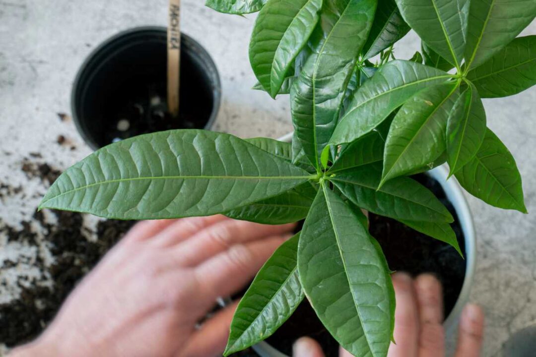 Propagating Money Tree: A Guide to Growing Your Fortune - Minneopa Orchards