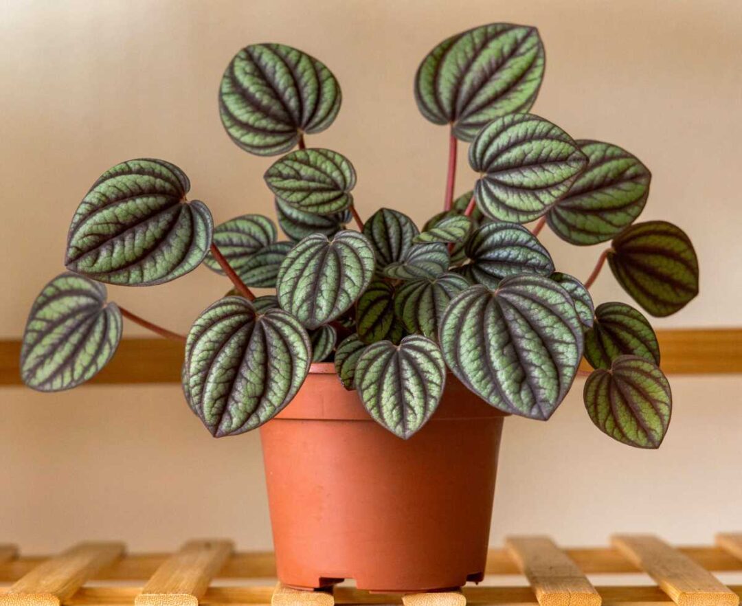 Propagating Peperomia: Brighten Your Home With These Leafy Houseplants ...