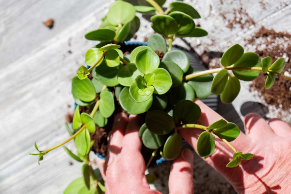 Propagating Peperomia: Brighten Your Home With These Leafy Houseplants ...