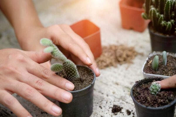 Propagating Cactus: A Comprehensive Guide to Desert Greenery - Minneopa ...