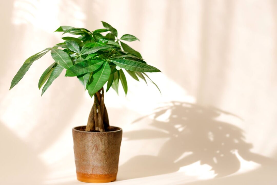 Propagating Money Tree: A Guide to Growing Your Fortune - Minneopa Orchards