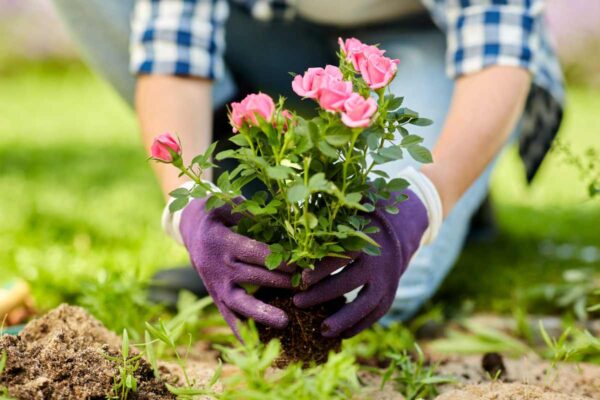 Propagating Roses: A Romantic Guide to Growing Your Own Blooms ...