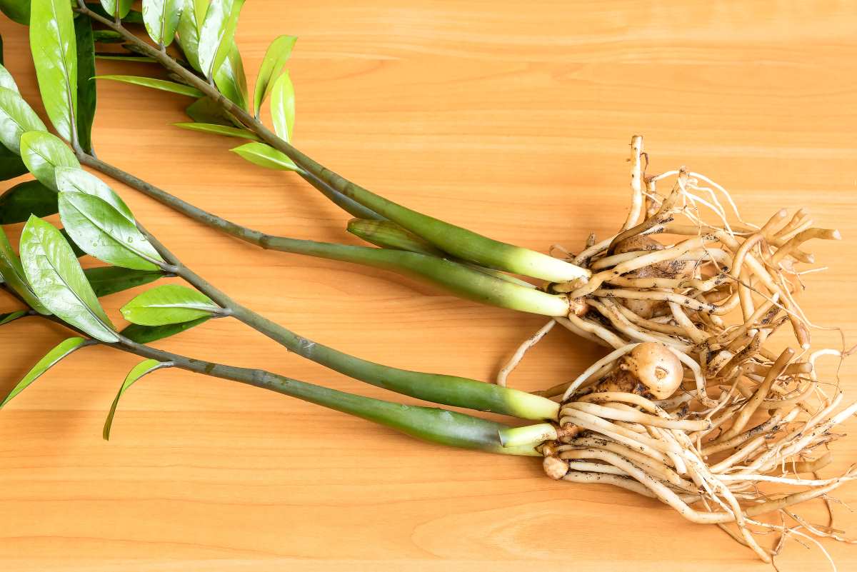 Propagating ZZ Plant: The Simple Way to Increase Your Greenery ...