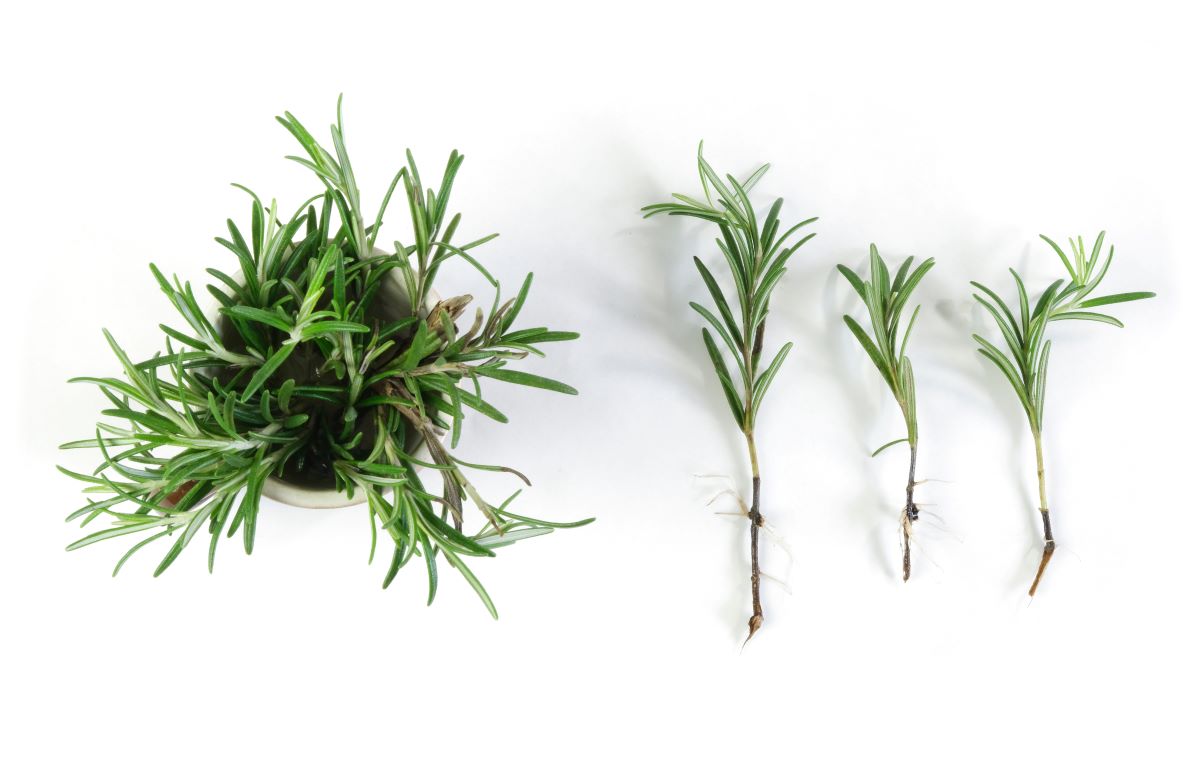 Propagating Rosemary: Cultivate Your Culinary Herb Garden - Minneopa ...