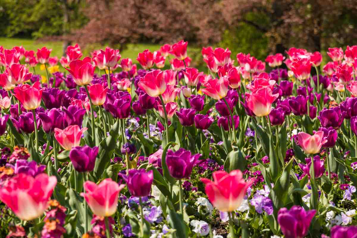 The Negrita Tulip: Learn All About These Gorgeous Flowers - Minneopa ...