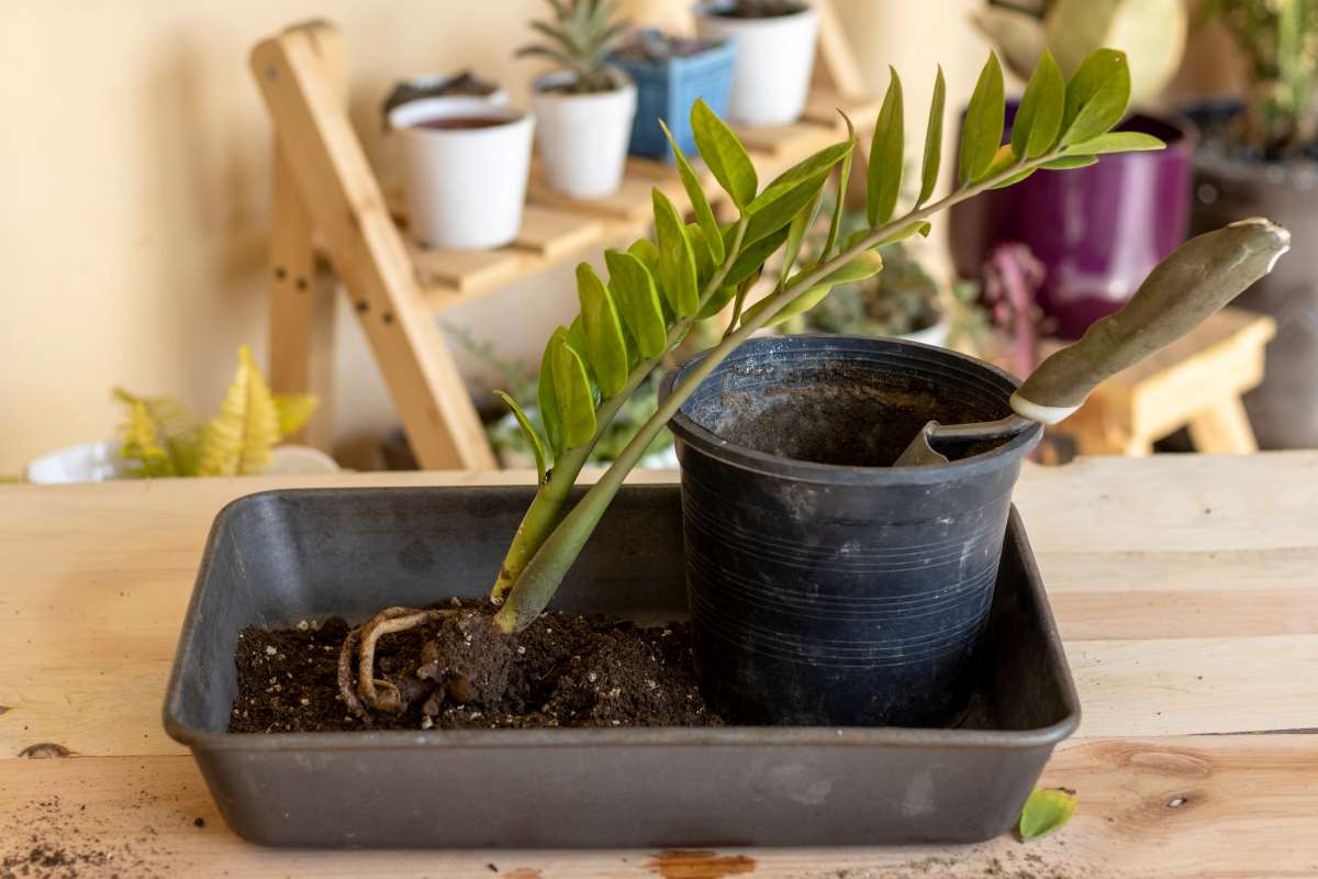 Propagating ZZ Plant: The Simple Way to Increase Your Greenery ...