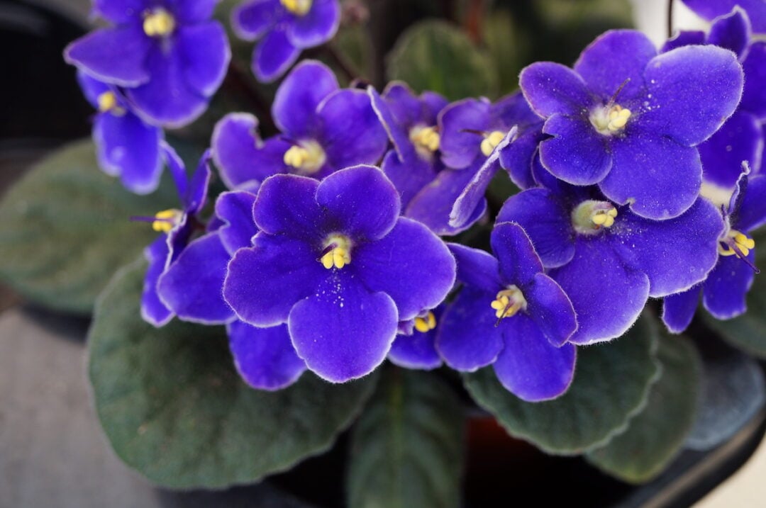 Propagating African Violets: A Simple Guide for Beautiful Blooms ...