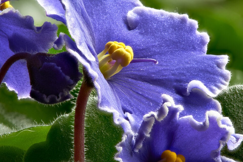 Propagating African Violets: A Simple Guide for Beautiful Blooms ...