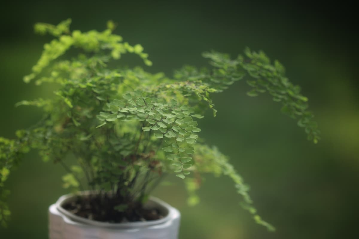 Propagating Ferns: A Guide to Cultivating Ancient Greenery - Minneopa ...