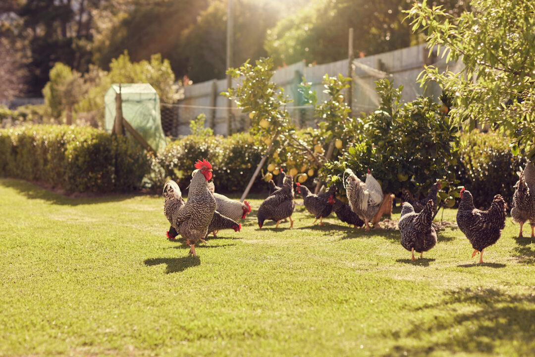 Choosing Your Flock: A Guide to Backyard Chicken Breeds - Minneopa Orchards