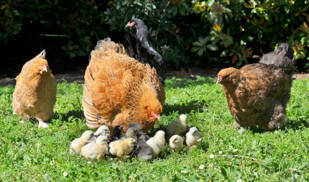 Choosing Your Flock A Guide To Backyard Chicken Breeds Minneopa Orchards