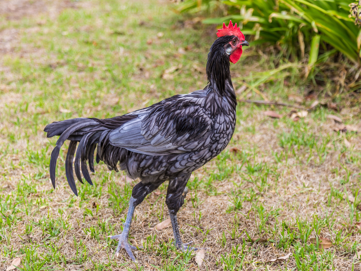 Choosing Your Flock: A Guide to Backyard Chicken Breeds - Minneopa Orchards