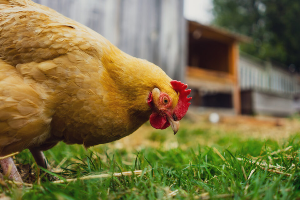 Choosing Your Flock: A Guide to Backyard Chicken Breeds - Minneopa Orchards