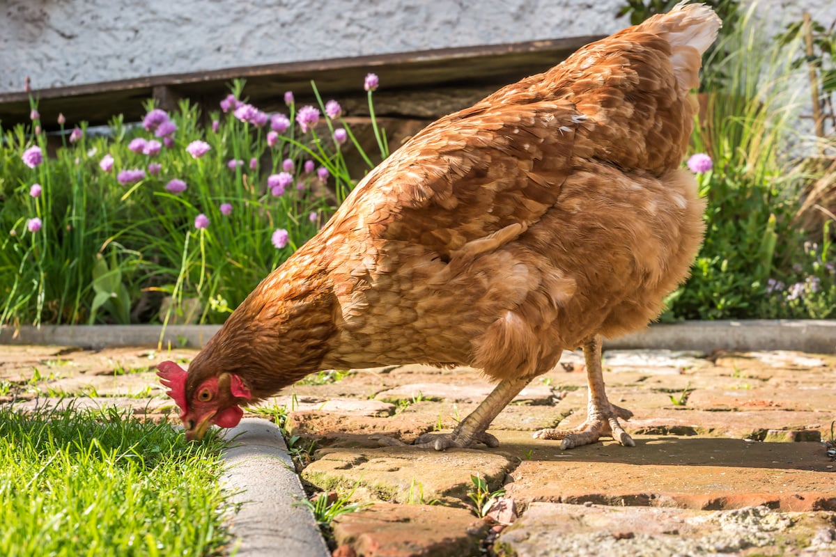 Raising Backyard Chickens: A Comprehensive Guide - Minneopa Orchards