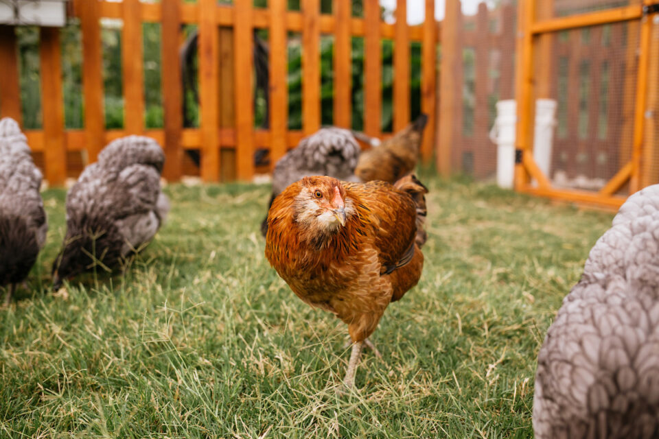 Raising Backyard Chickens A Comprehensive Guide Minneopa Orchards
