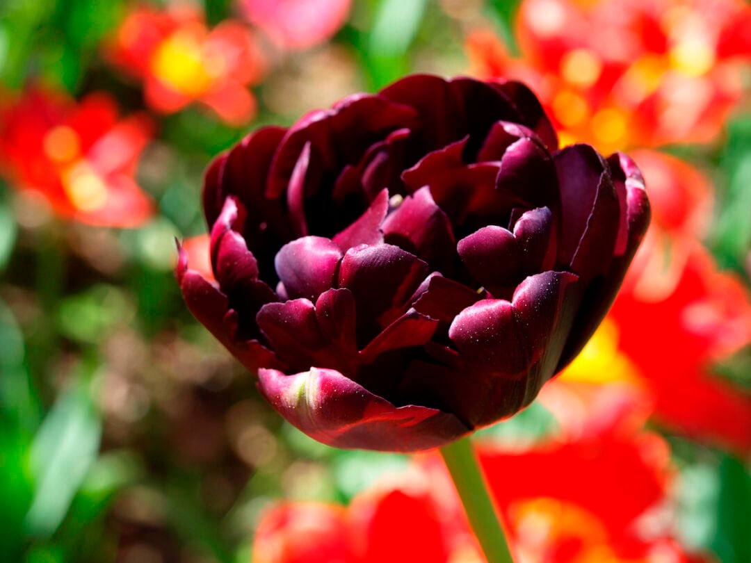 The Black Hero Tulip - Minneopa Orchards