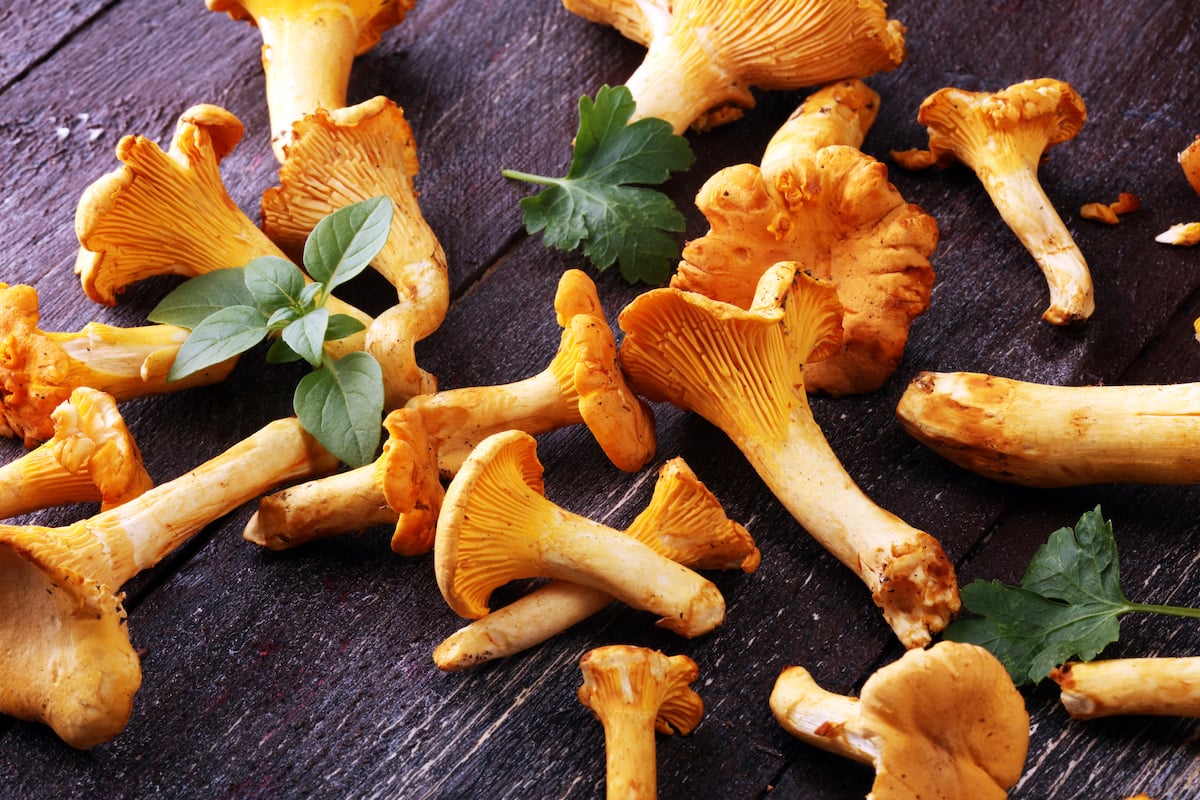 The Chanterelle Mushroom - Minneopa Orchards