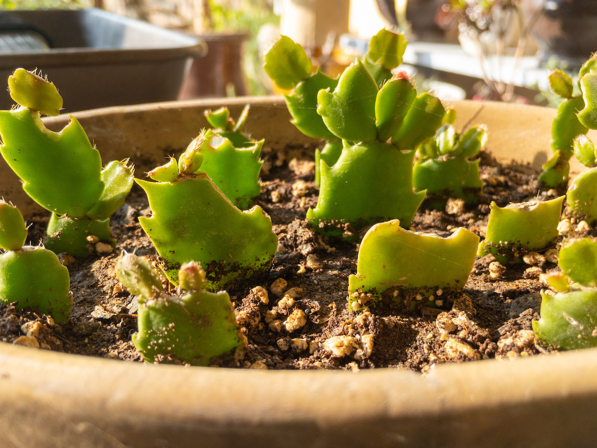 Propagating Christmas Cactus: Celebrate the Holidays with More Plants ...