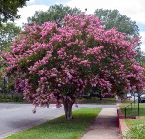Propagating Crepe Myrtle: Create a Garden of Southern Charm - Minneopa ...