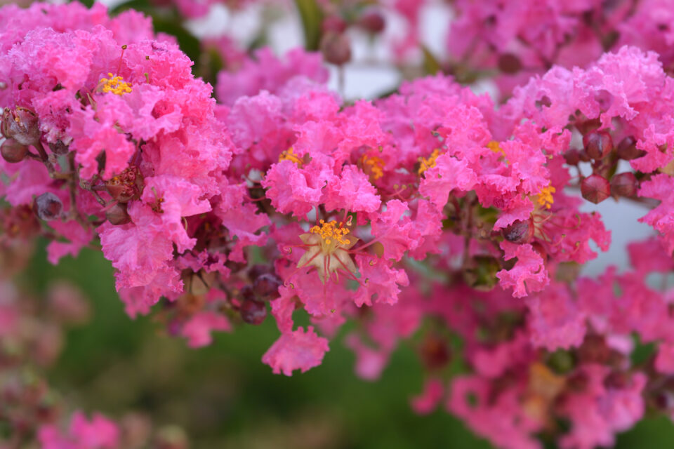 Propagating Crepe Myrtle: Create a Garden of Southern Charm - Minneopa ...