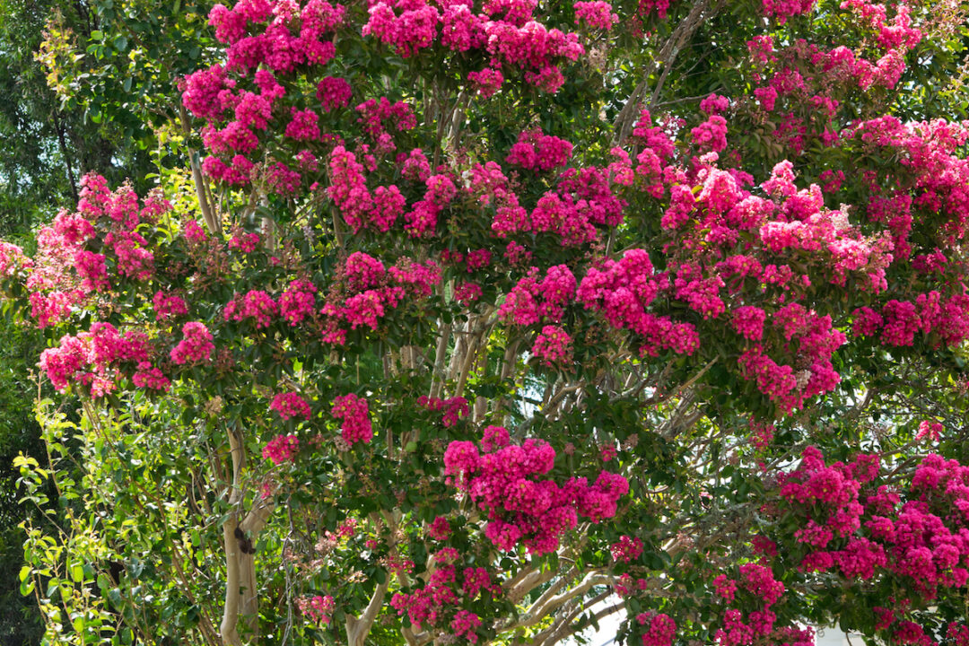 Propagating Crepe Myrtle: Create a Garden of Southern Charm - Minneopa ...