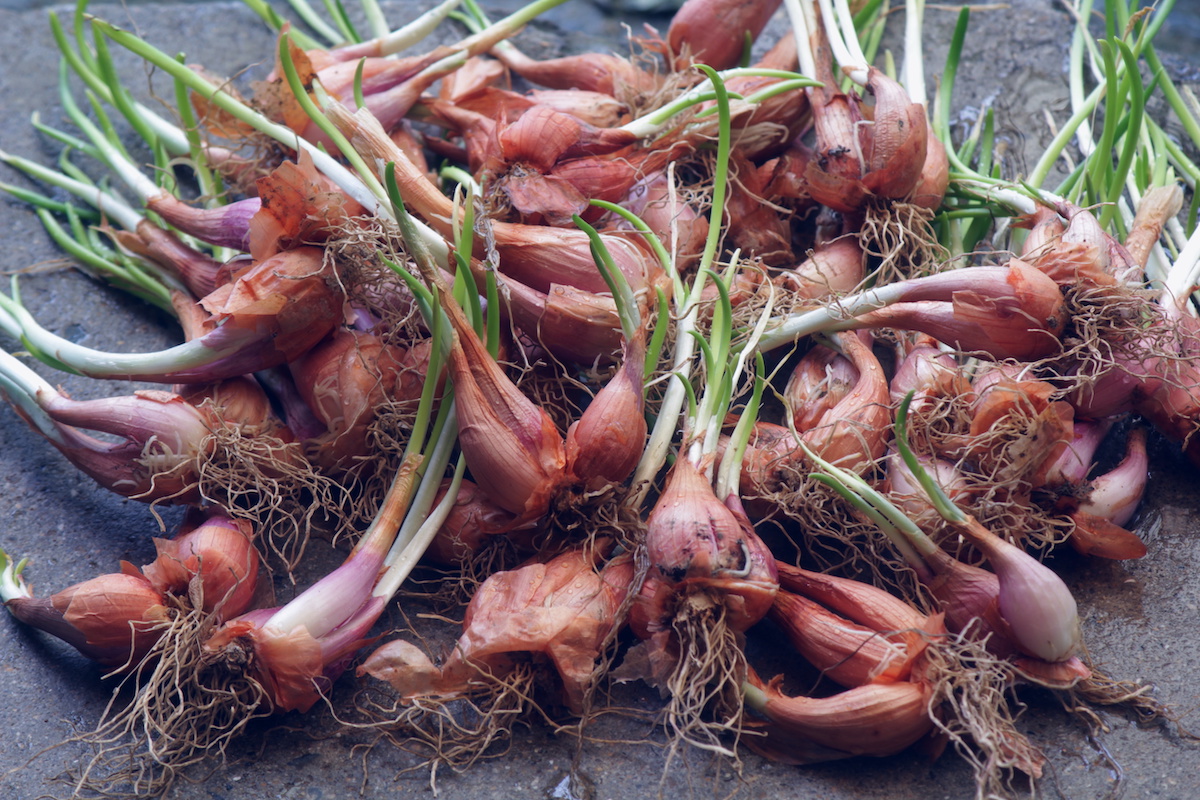 All About Egyptian Walking Onions - Minneopa Orchards