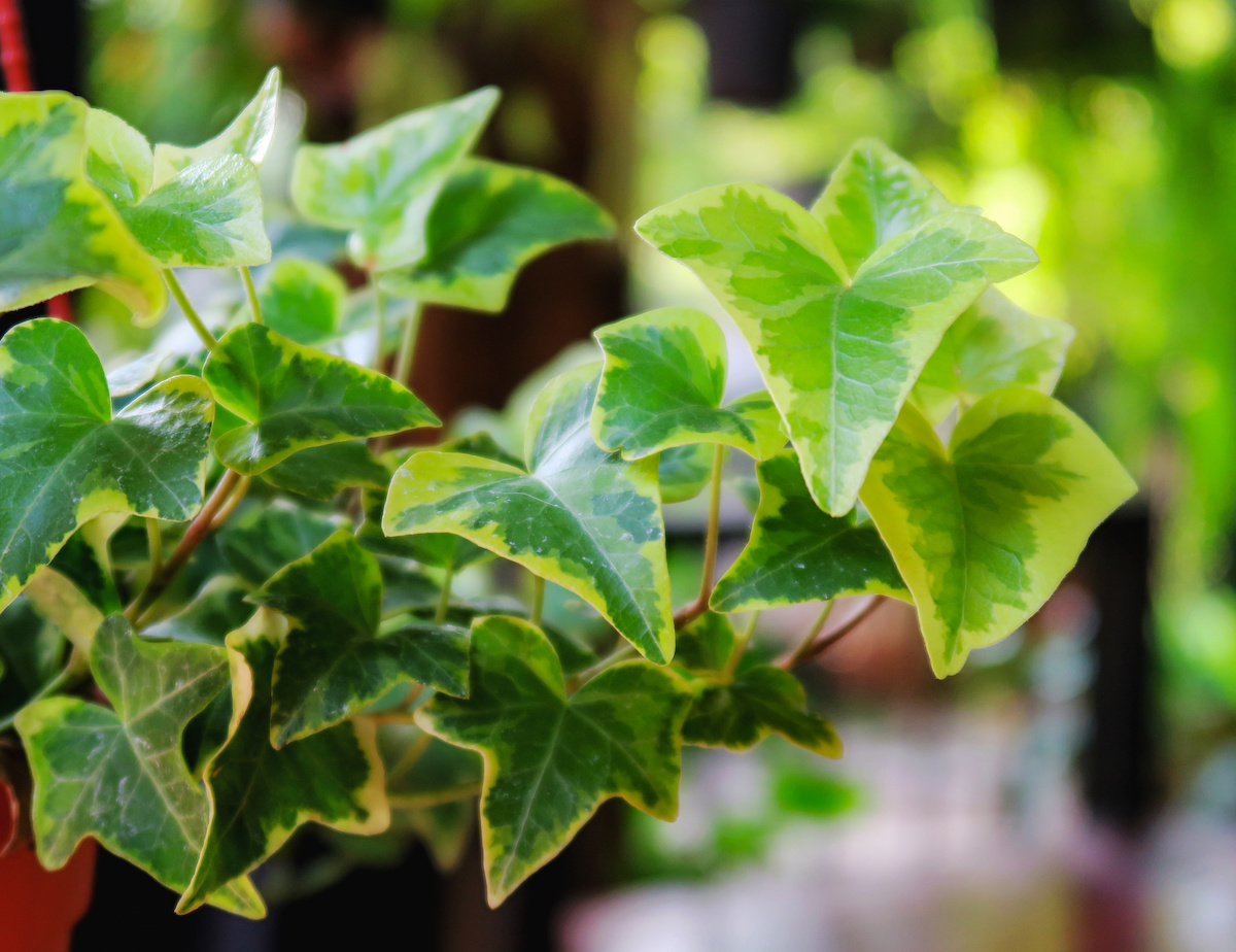 Propagating English Ivy: A Guide to an Elegant Climber - Minneopa Orchards